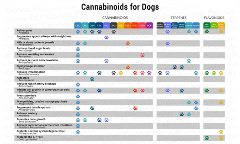 Cannabinoids for Dogs: Learn More, plus get a 20% discount
